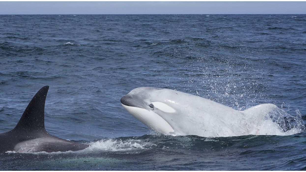 BC s White Orca Is The Only One Of Its Kind In Canada It s So Adorable VIDEO Narcity bc-s-white-orca-is-the-only-one-of-its-kind-in-canada-it-s-so-adorable-video-narcity