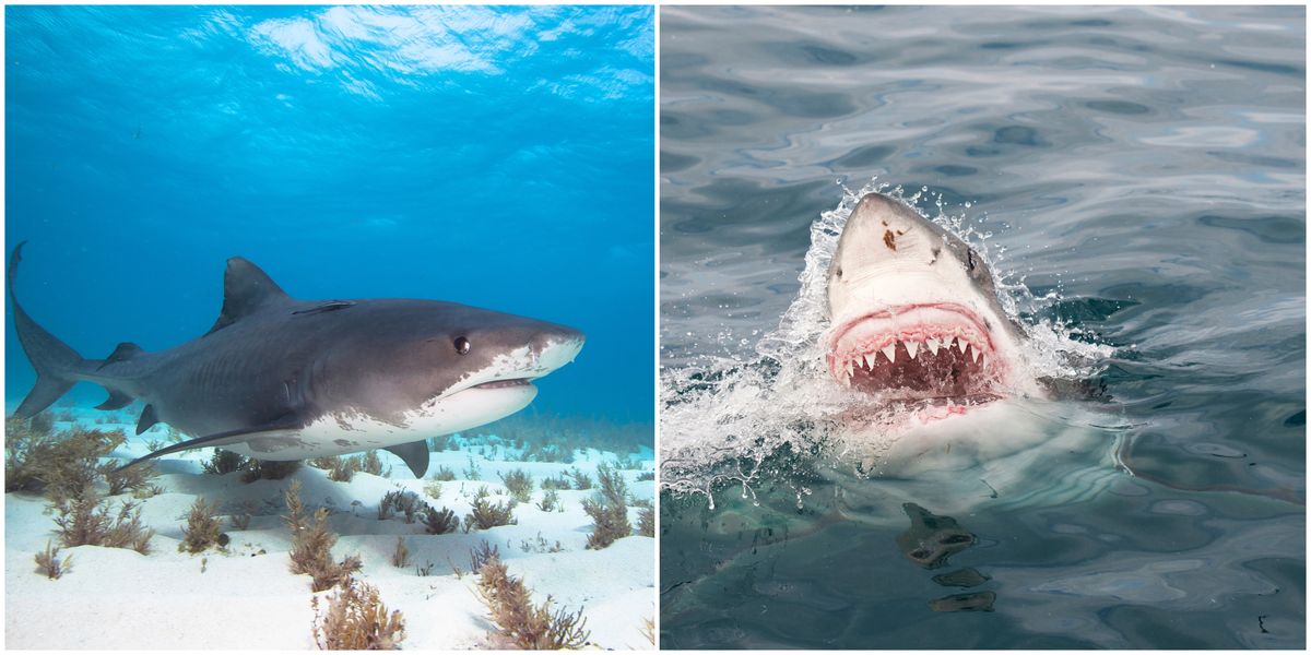 there-are-nine-massive-sharks-on-north-carolina-s-coast-narcity