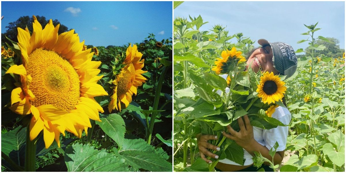 Sunflower Picking Season At Sweetfields Farm Officially Starts Next ...