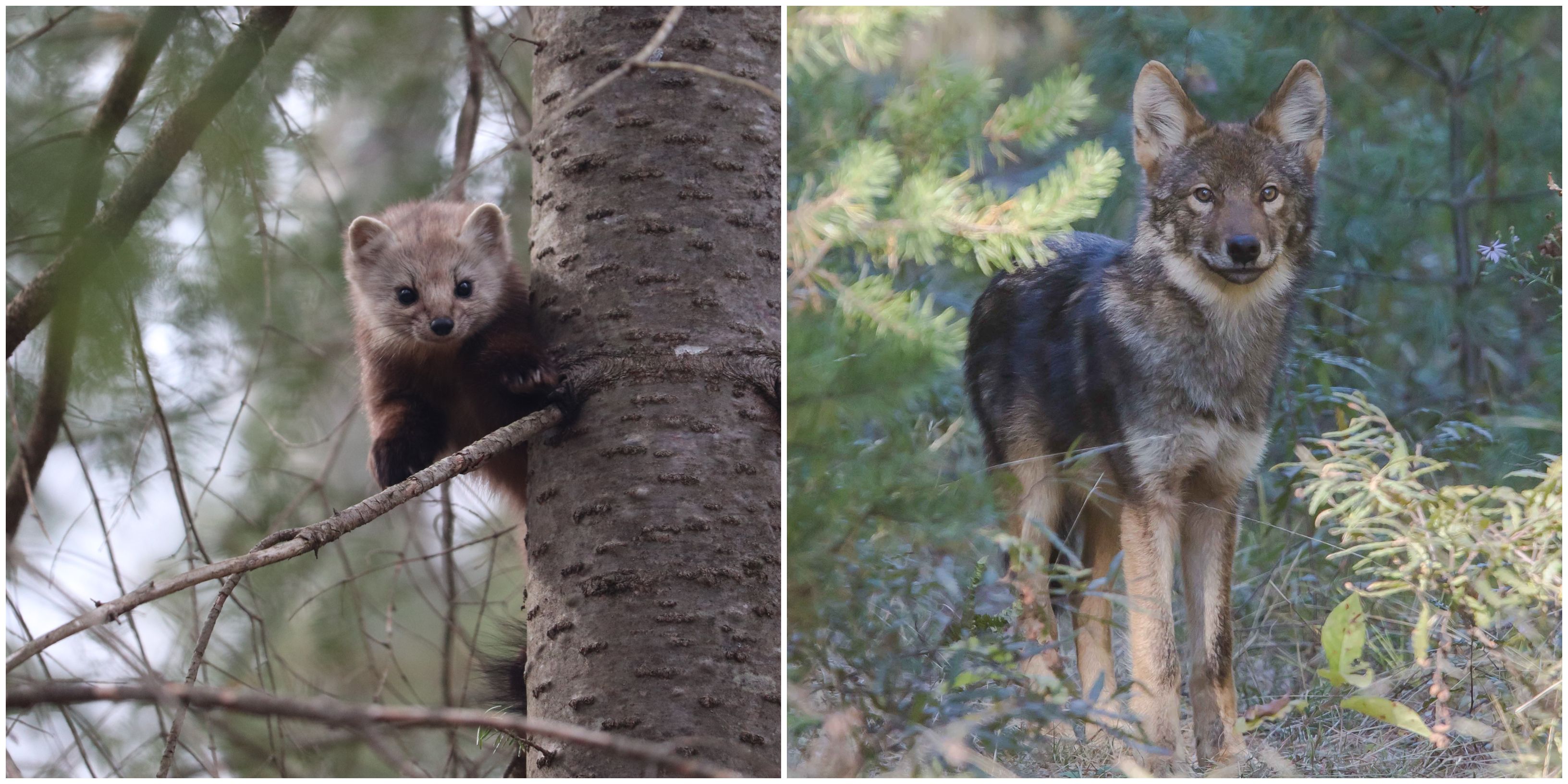 Wildlife In Canada Is Unique With Over 300 Species Found Nowhere Else ...