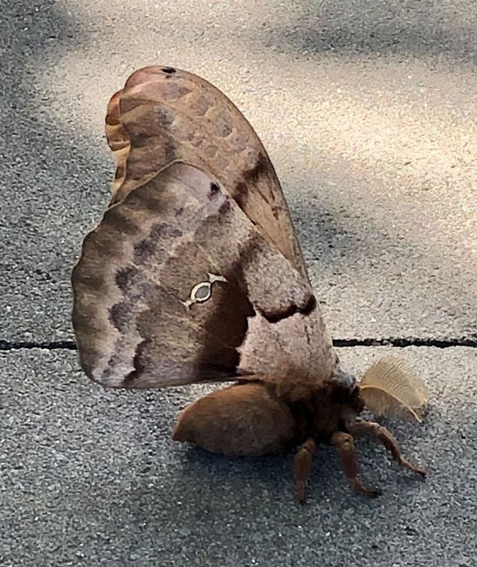 A Massive 'Tarantula Moth' Was Just Found In BC & It's Horrifying - Narcity