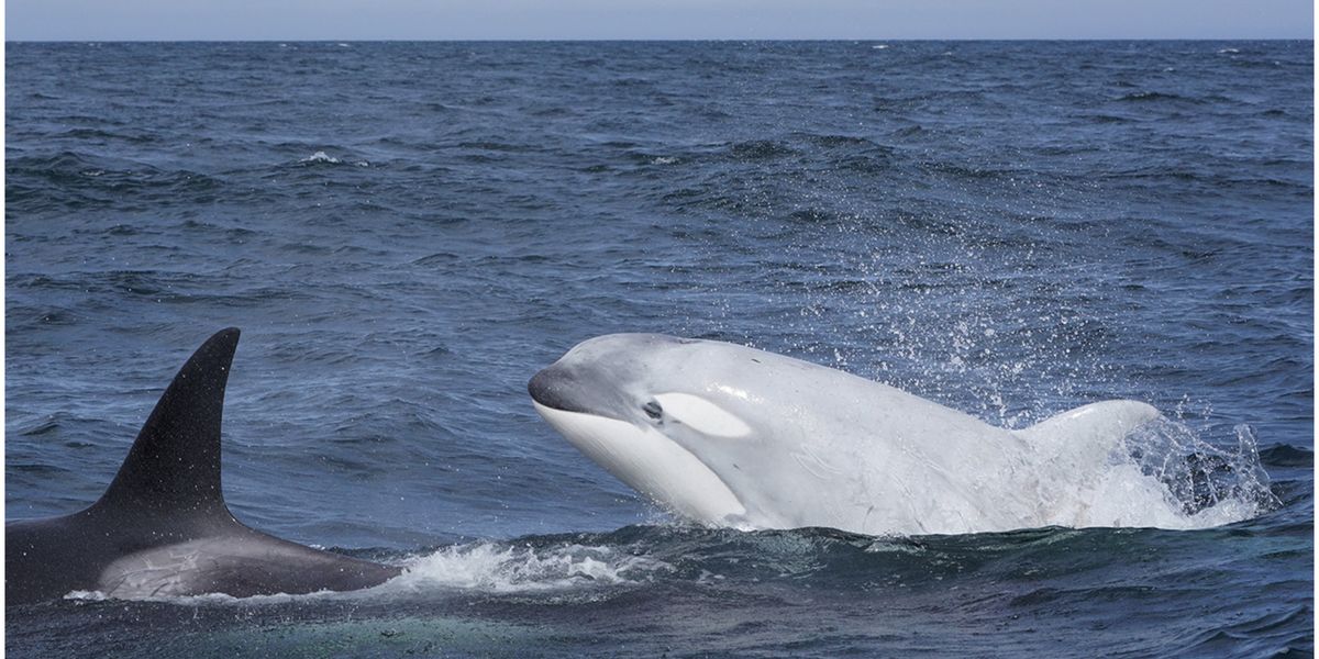 BC's White Orca Is The Only One Of Its Kind In Canada & It's So ...