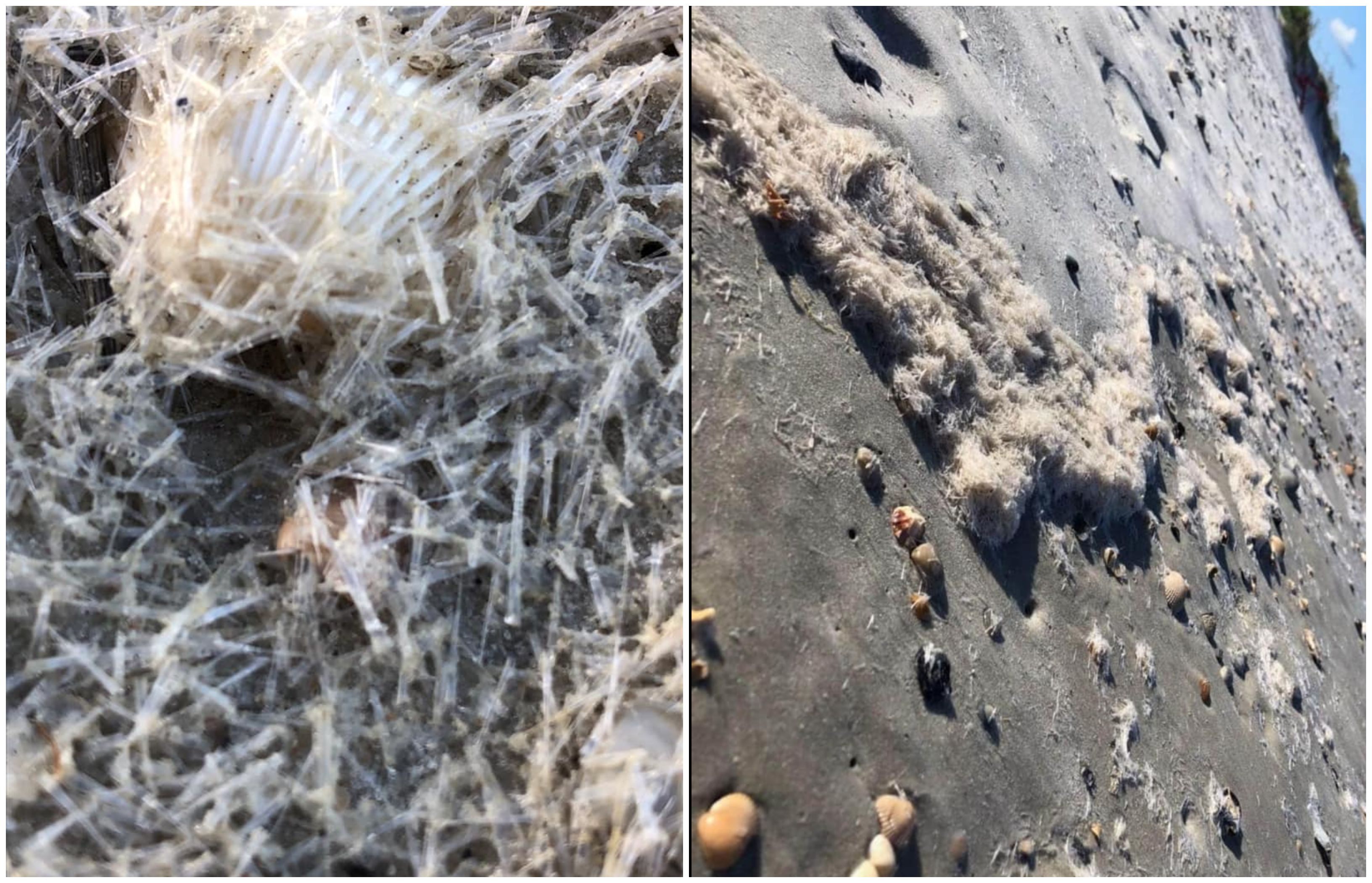 'Sea Butterflies' Are Washing Up On Florida Beaches & They Are ...