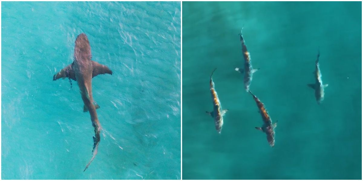 Florida Drone Photographer Captures Sharks Swimming Off The Coast - Narcity