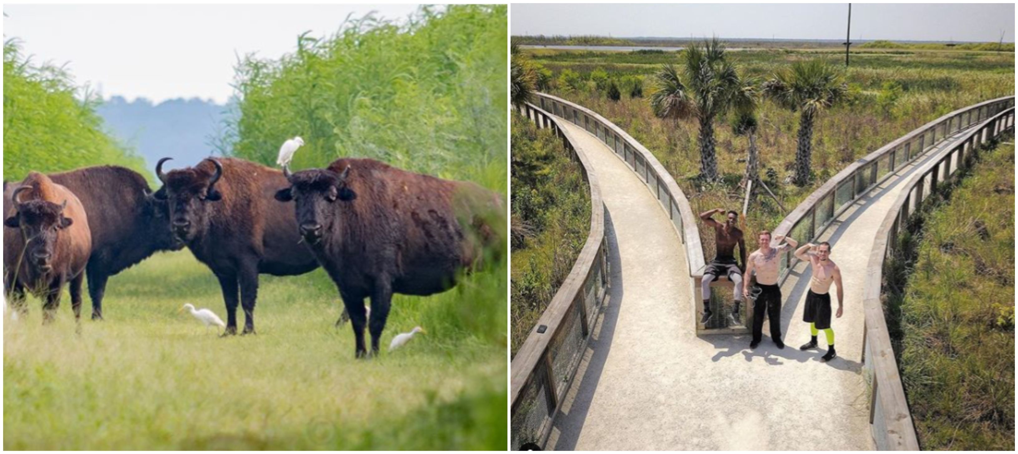Paynes Prairie Preserve State Park Near Gainesville Florida's Very Own ...