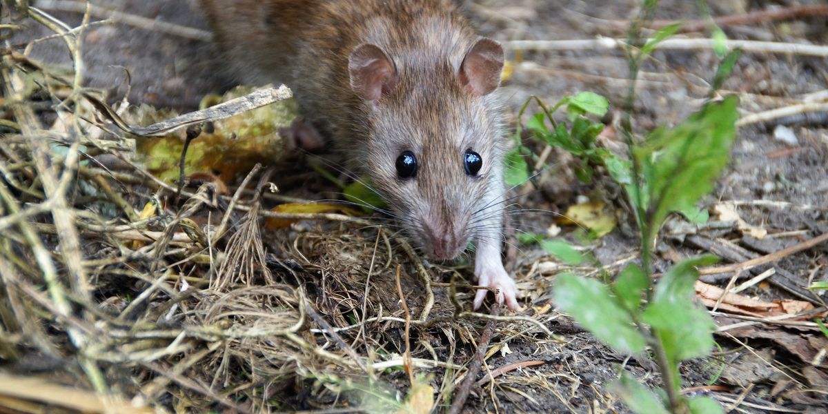 Canada's Rat Populations Are All Over The Place & The Worst Cities Were ...