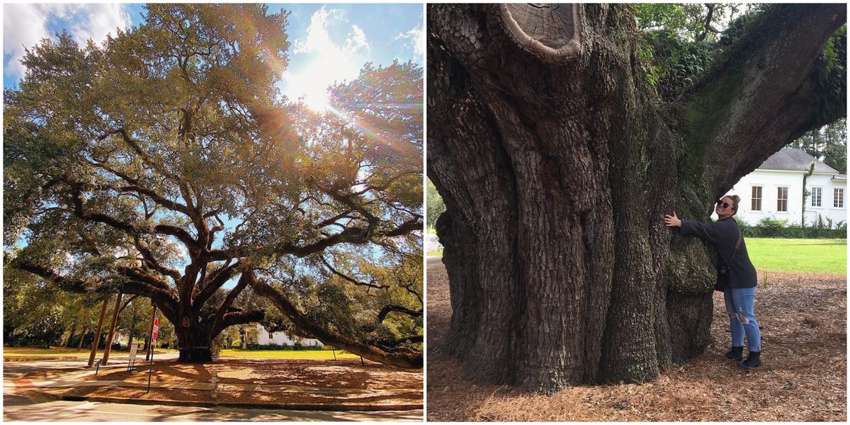 Georgia Park The Big Oak Is Free To Visit And Is Magically Enchanting ...