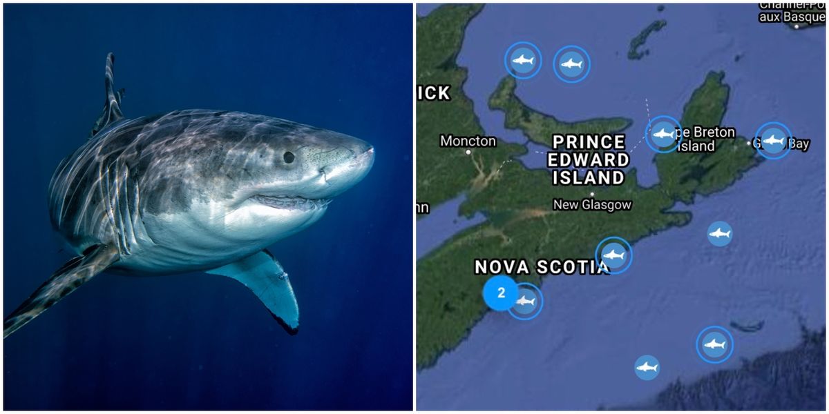 Sharks In Eastern Canada Are Huge & There Are So Many Right Now - Narcity