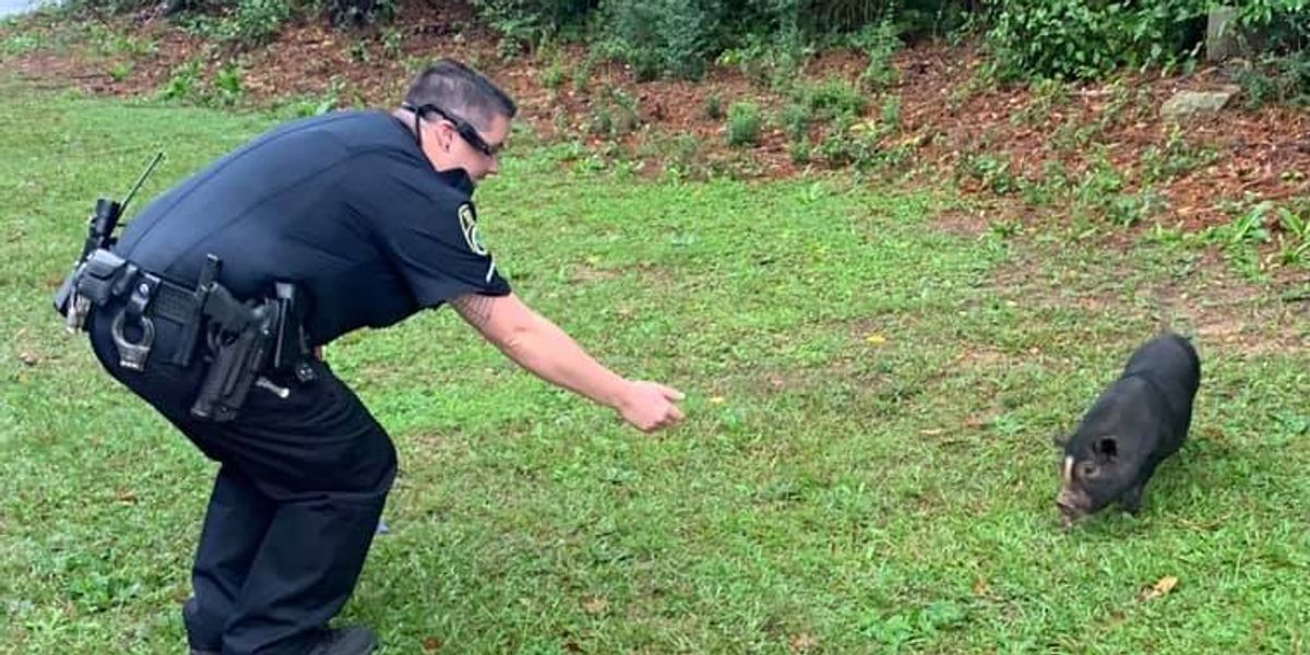 Georgia Police Chasing Runaway Pigs In Hilarious Social Media Post ...