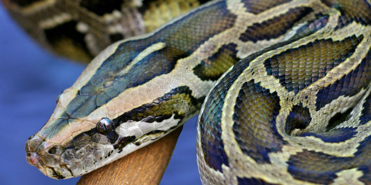 Another Massive Snake Was Found In Ontario And It’s The Third This Week ...