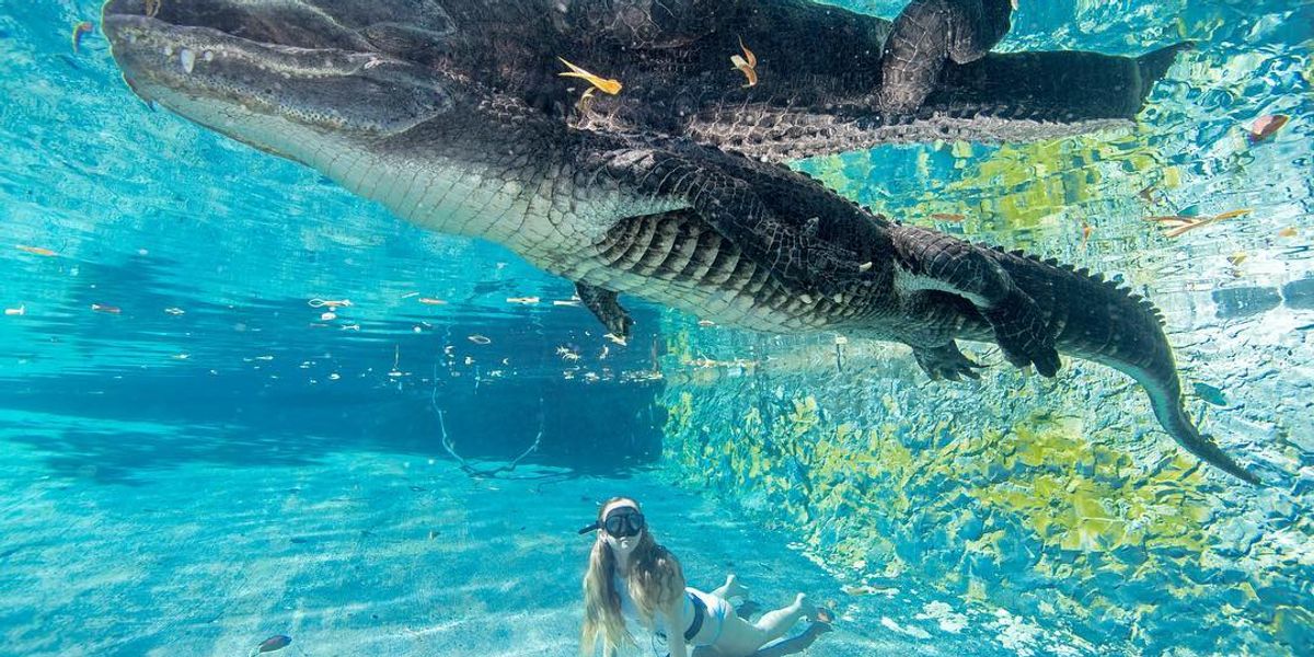 There Is A Place In Florida Where You Can Actually Swim With Alligators ...
