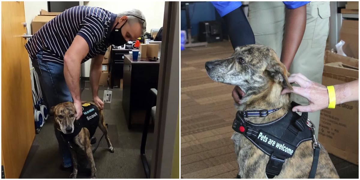 Atlanta Police Dog Will Be Used For Emotional Support For Officers ...