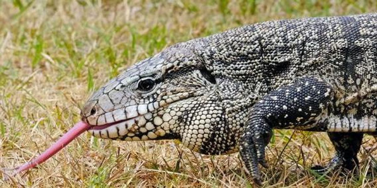 Giant 4-Foot-Long Lizards Are Wreaking Havoc In The Southeast Right Now ...