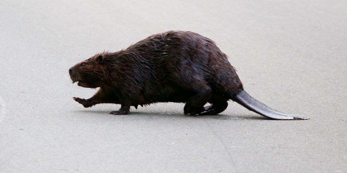 Toronto Beaver Just Shut Down Parts Of The TTC (PHOTOS) - Narcity
