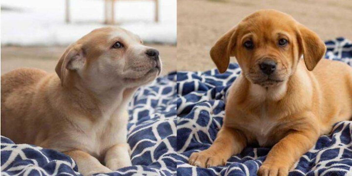 Niagara SPCA Puppies Are Up For Adoption & You Can Apply Now - Narcity