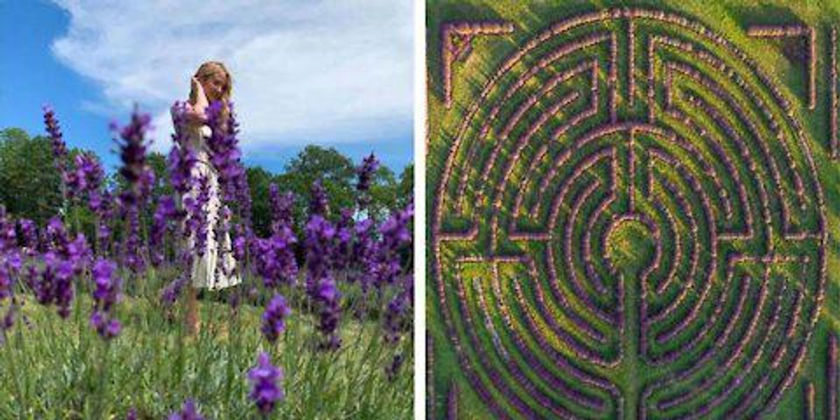 You Can Escape Ontario's Lavender Labyrinth This Summer - Narcity