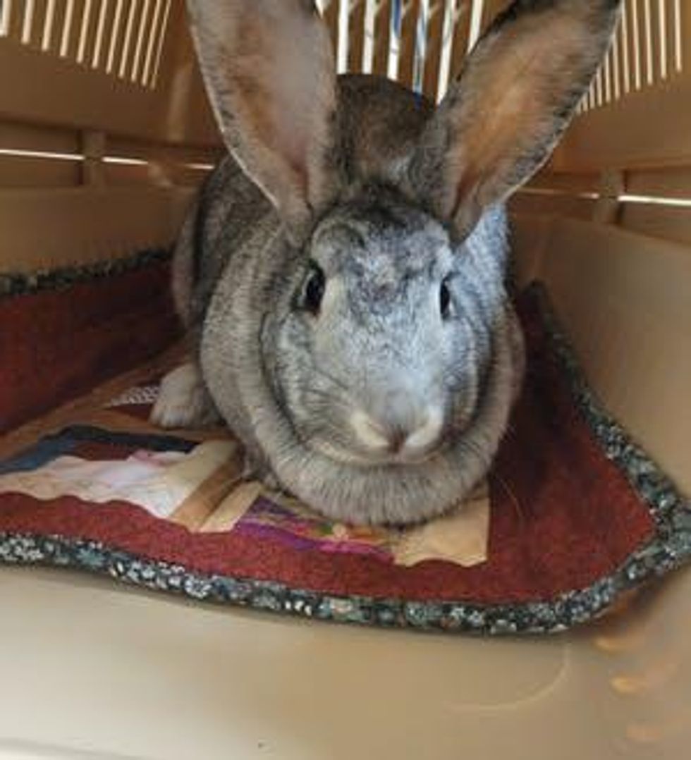 Ontario SPCA Wants You To Adopt Some Adorable Bunnies - Narcity