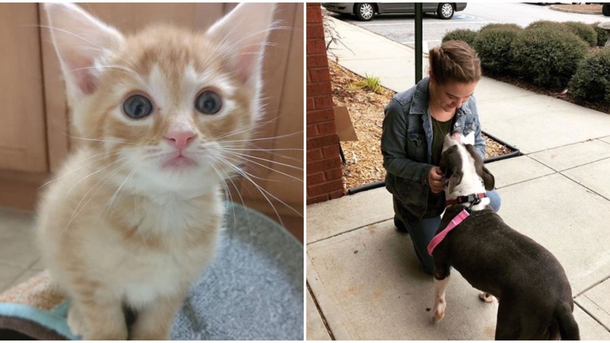 Free Pet Adoptions In Georgia Until The End Of The Year Narcity free-pet-adoptions-in-georgia-until-the-end-of-the-year-narcity