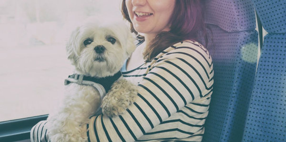 Are Dogs Allowed On Via Rail Are Dogs Allowed On Via Rail