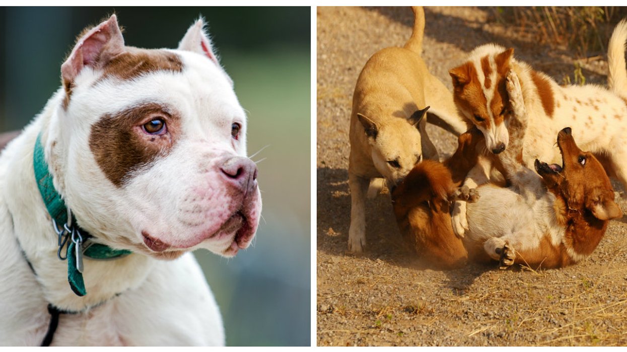 Puppy Mills Narcity puppy-mills-narcity