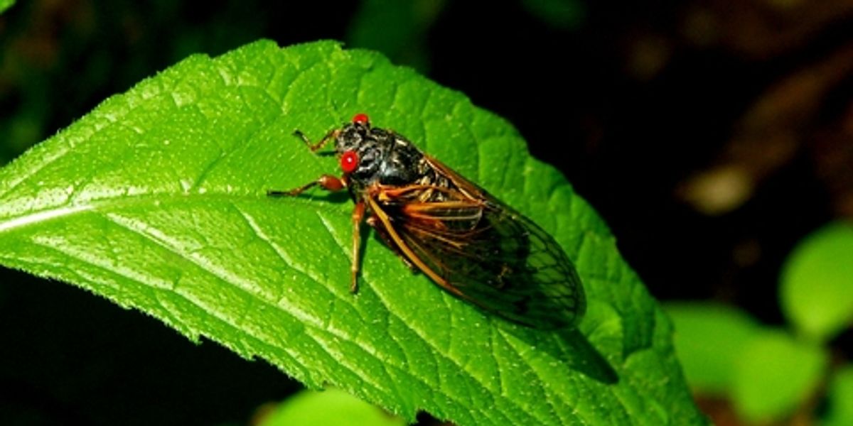 A Large Rare Swarm Of Cicadas Is Set To Emerge Soon Narcity a-large-rare-swarm-of-cicadas-is-set-to-emerge-soon-narcity