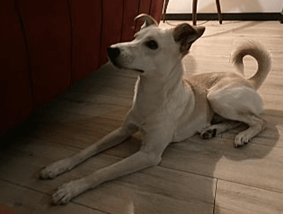 Stop What You're Doing, These Toronto Pups & Kittens Are Up For ...