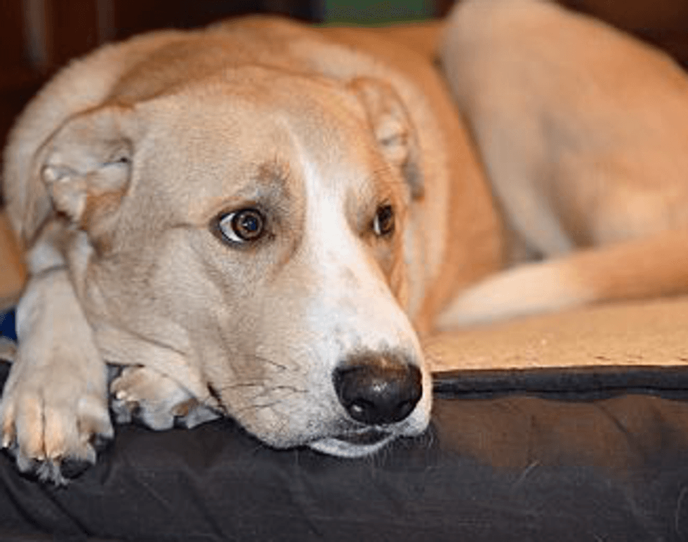 Stop What You're Doing, These Toronto Pups & Kittens Are Up For ...