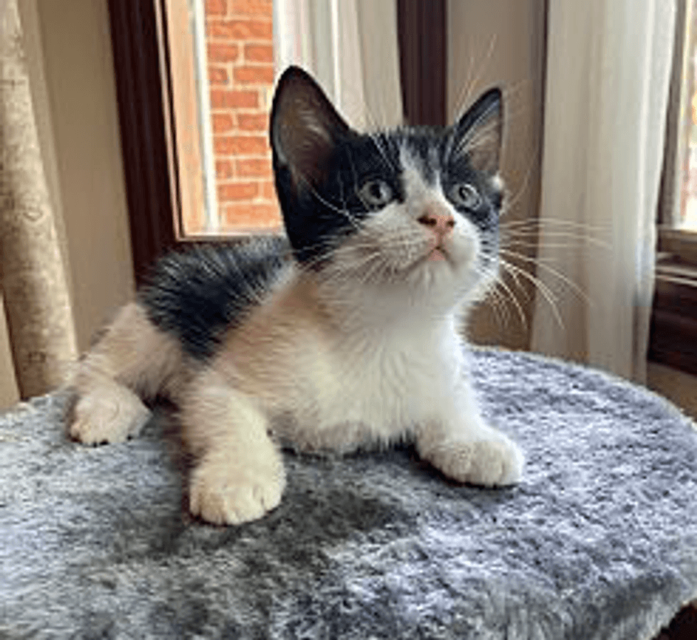 Toronto Puppies & Kittens Are Up For Adoption & You’re Going To Fall In ...