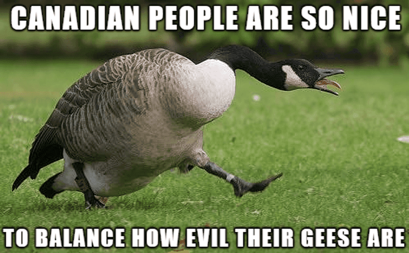 Geese Memes