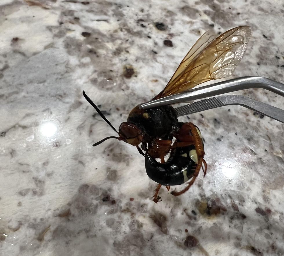 I Was Ambushed By An Alleged Giant 'Murder Hornet' In Texas, Here’s ...