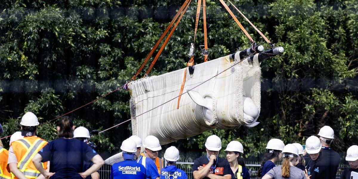 Six Whales Moved Out Of Marineland In complex Operation Headed To U six-whales-moved-out-of-marineland-in-complex-operation-headed-to-u