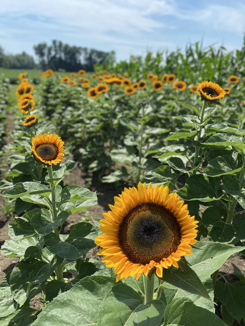 A New Ontario Flower Farm Has Summer Date Nights Where You Can Have A a-new-ontario-flower-farm-has-summer-date-nights-where-you-can-have-a